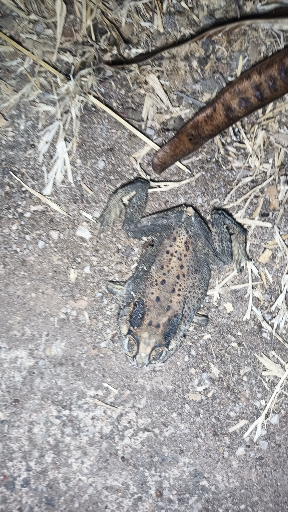 Asian Common Toad from 6FVW+RGF, Chomphu, Mueang Lampang District ...