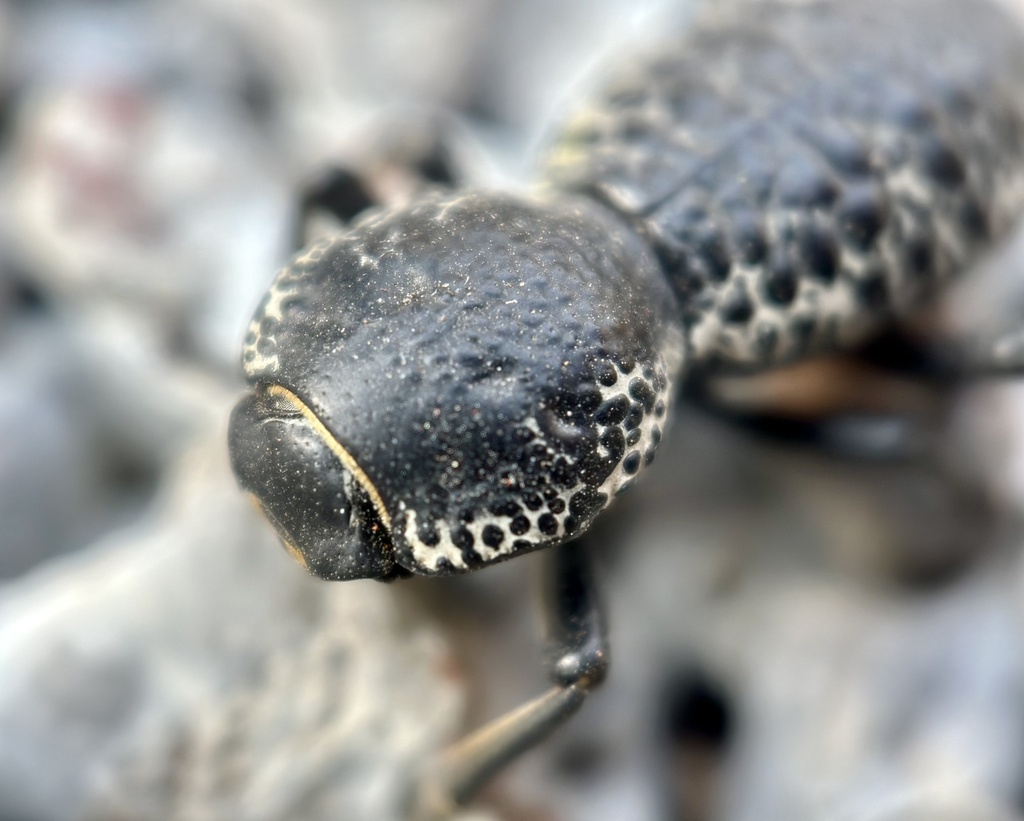 Zopherus mexicanus from Camino al Xitle, Tlalpan, CDMX, MX on March 3 ...