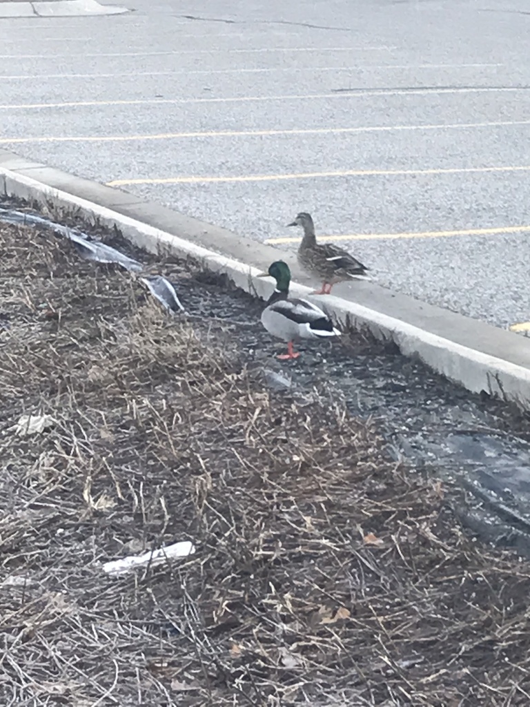 Mallard from Central Michigan University, Mount Pleasant, MI, US on ...