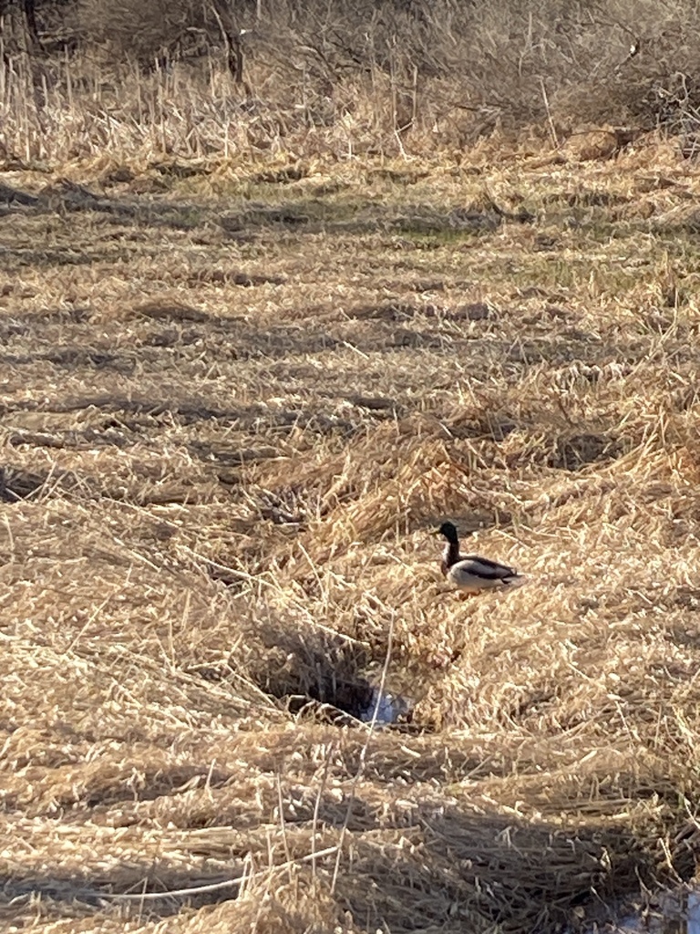 Mallard from Mill Pond Park, Mount Pleasant, MI, US on March 15, 2024 ...