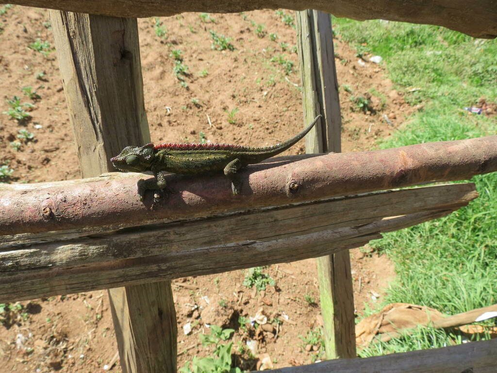 Pokot Chameleon from Kapcherop, Kenya on March 14, 2024 at 04:28 PM by ...