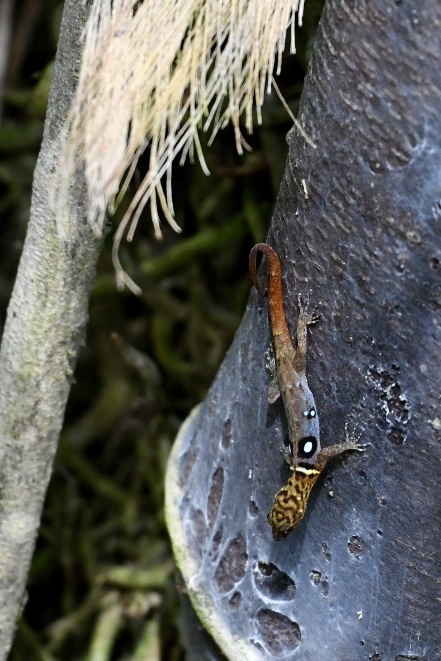 Eyespot Gecko from Little Tobago, Trinidad and Tobago, TT on March 14 ...