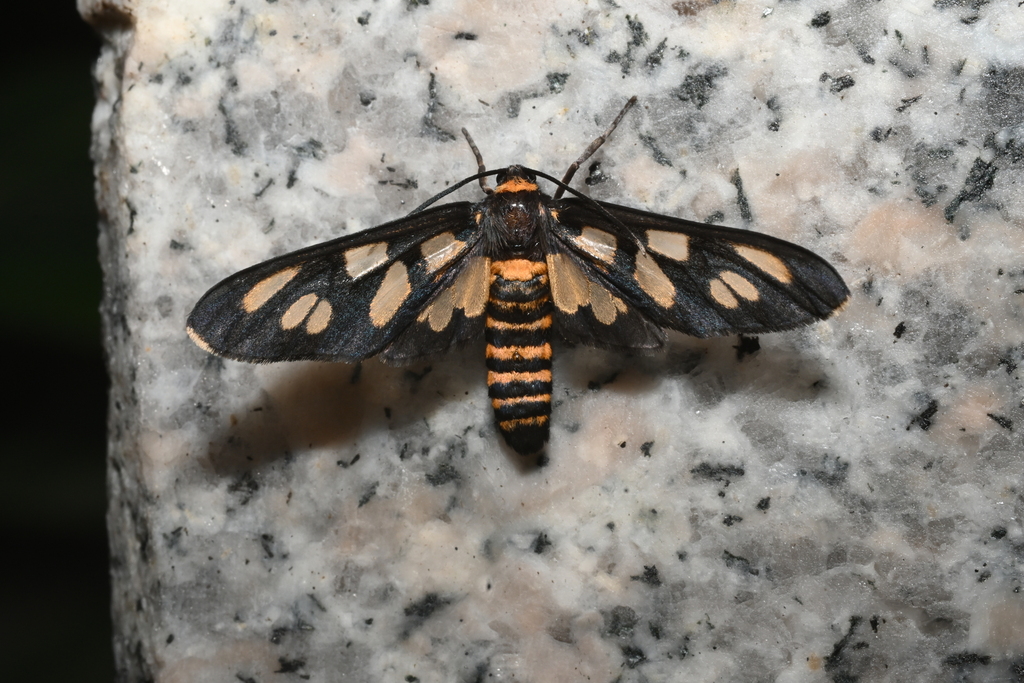 Amata emma from 中国福州市鼓楼区于山风景区 邮政编码: 350001 on March 16, 2024 at 02:37 ...