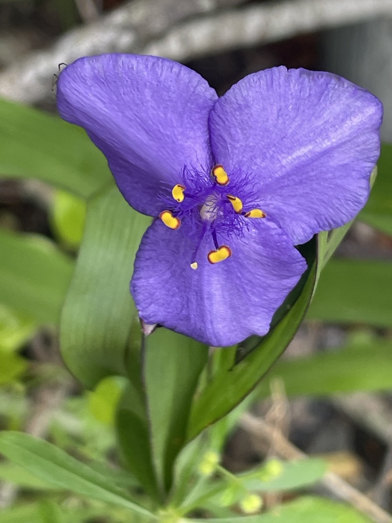 Spiderworts from Main St, Holt, FL, US on March 16, 2024 at 09:50 AM by ...