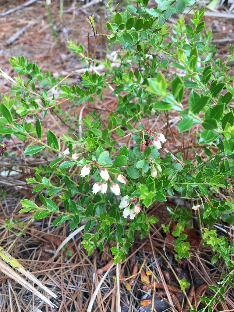 Shiny blueberry from Weedon Island Preserve Trail, Saint Petersburg, FL ...