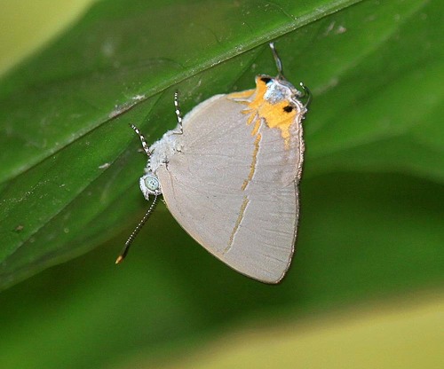 Genus Britomartis · iNaturalist