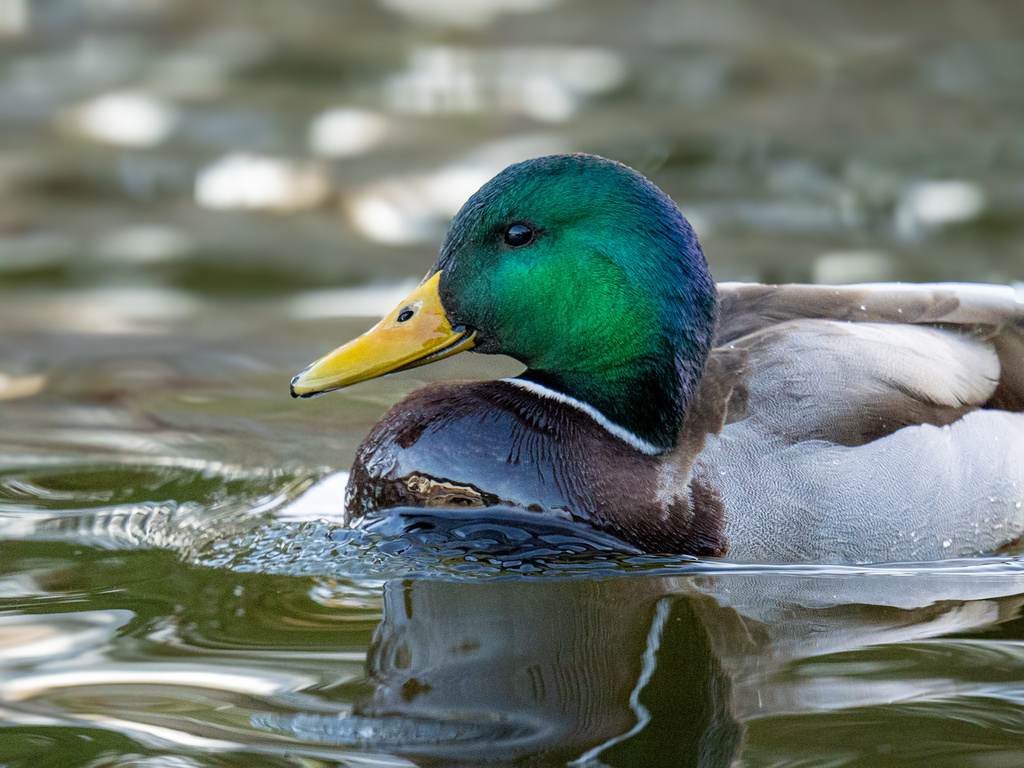 Mallard from Lake Harbor Park, Norton Shores, MI, US on March 6, 2024 ...