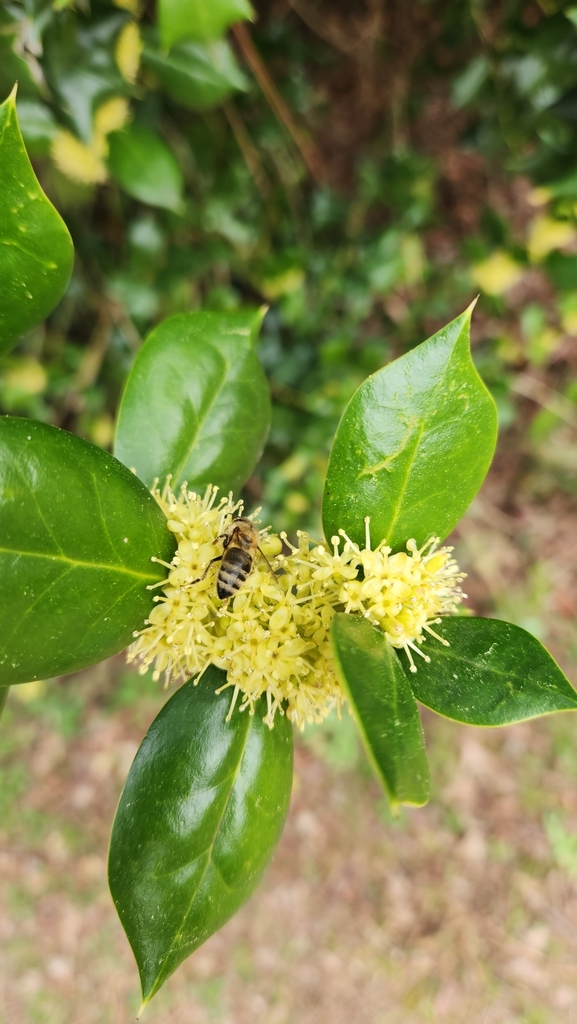 Western Honey Bee from Raleigh, NC 27607, USA on March 16, 2024 at 11: ...