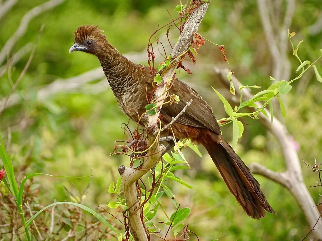 Scaled Chachalaca from Ilha de Santa Catarina, Florianópolis, SC, BR on February 15, 2024 at 03: ...