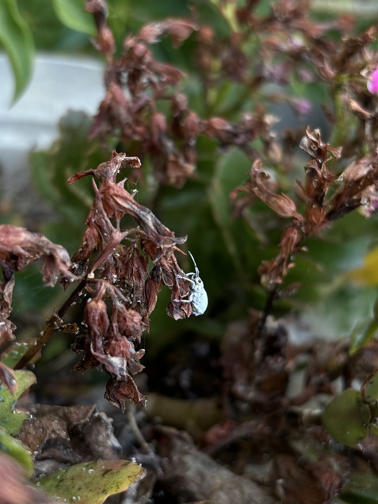 Sri Lanka Weevil from Longboat Key, Longboat Key, FL, US on March 16 ...