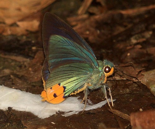 Yellow-tailed Awlking (Choaspes stigmatus) · iNaturalist