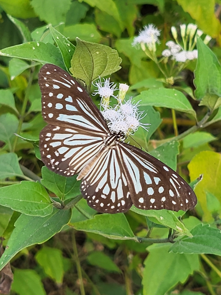 Glassy Tiger from 83GJ+MC2, Kulathoor, Kerala 695583, India on March 10, 2024 at 05:43 PM by ...