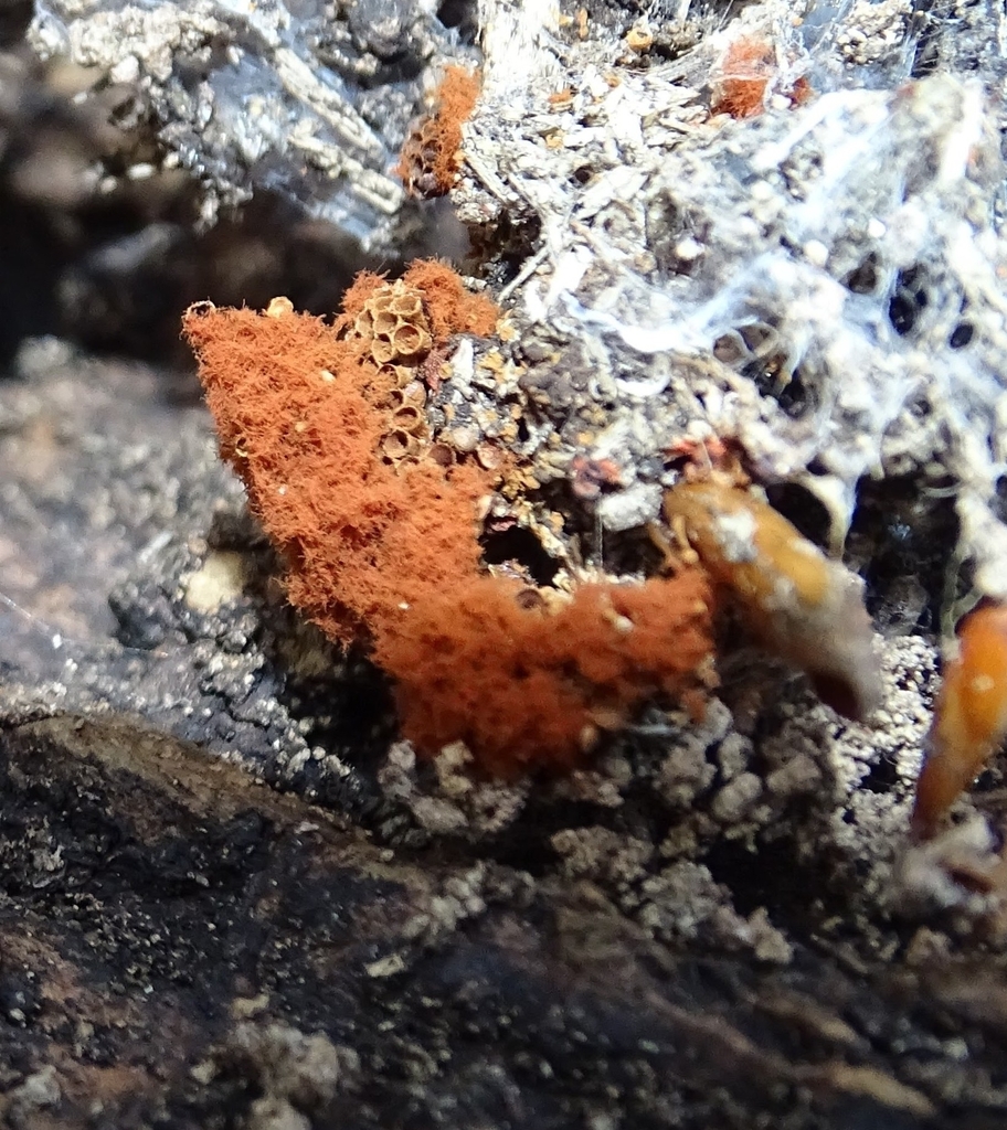Wasp's Nest Slime Mold from Gemeinde Thannhausen, 8160, Österreich on ...