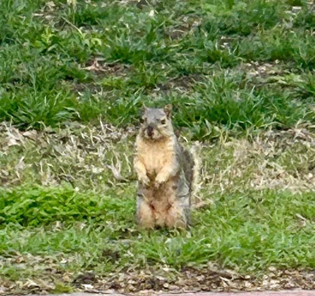 Fox Squirrel from McKinney, TX, US on March 16, 2024 at 10:03 AM by ...