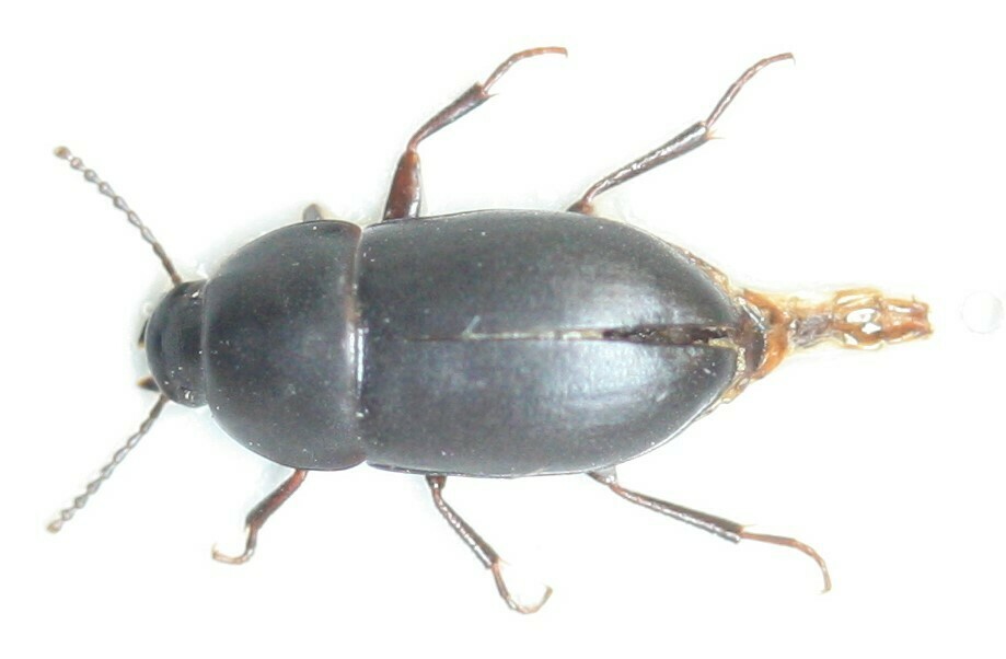 Crypticus quisquilius from Серебряно-Прудский р-н, Московская обл ...