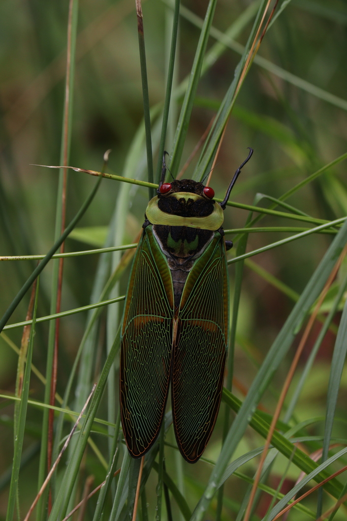 Polyneura cheni from 中国普洱市镇沅县哀牢山脉 邮政编码: 666506 on September 16, 2021 at ...