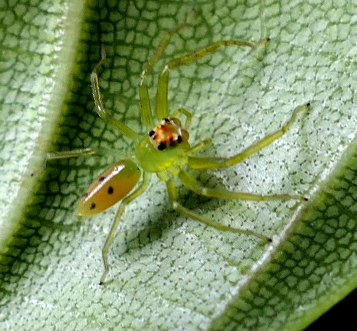 Translucent Green Jumping Spiders from Zona rural de Paudalho ...