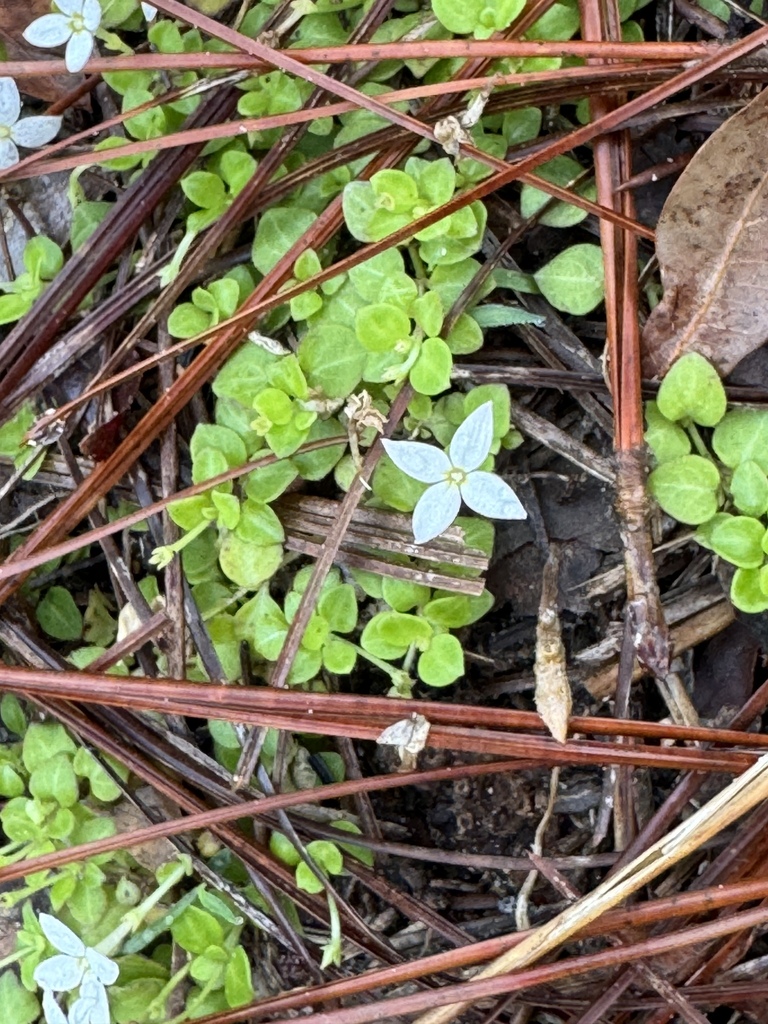 roundleaf bluet from Fountain Blue, Ocean Springs, MS, US on March 16 ...