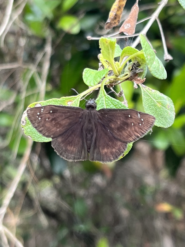 Florida Duskywing in March 2024 by naturedom12 · iNaturalist