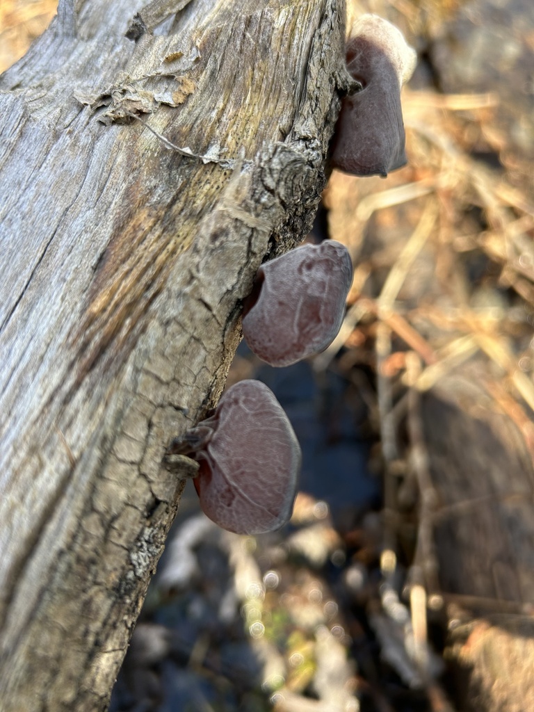 Jelly Tree Ear from Caperton Swamp, Indian Hills, KY, US on March 16 ...