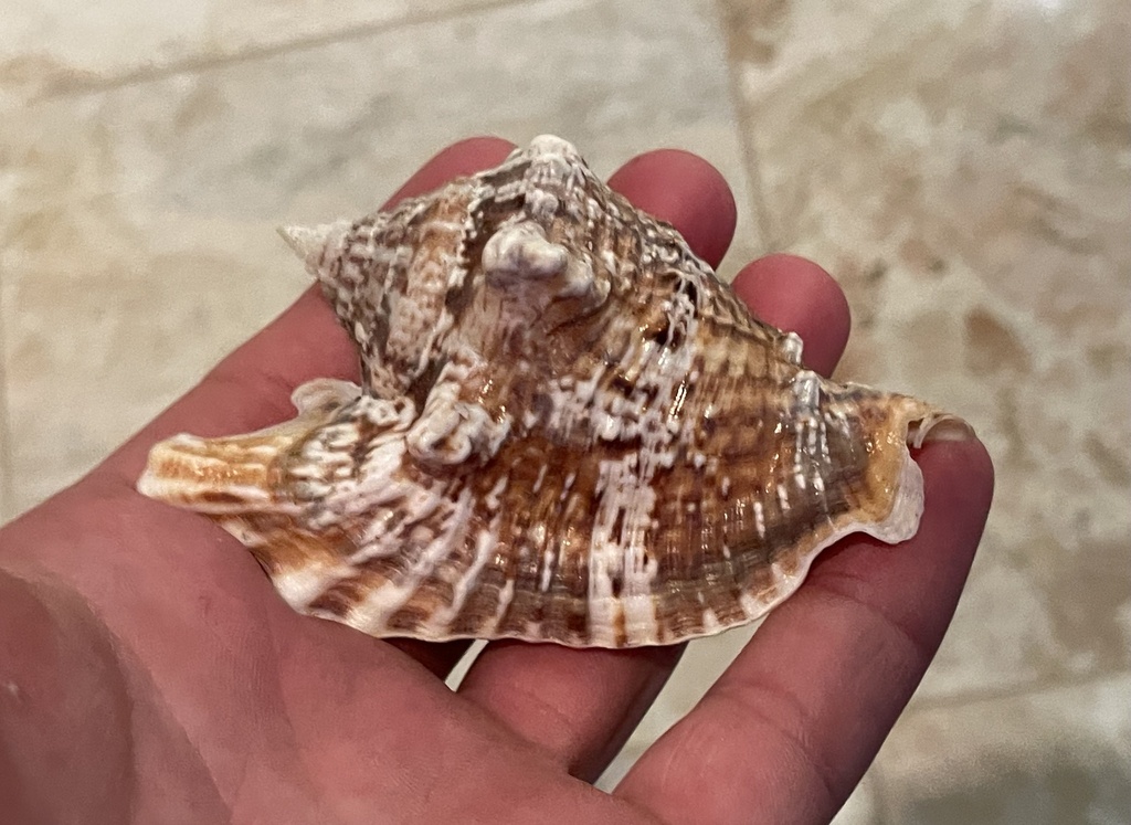 Hawkwing Conch from North Atlantic Ocean, TC on March 15, 2024 at 07:06 ...