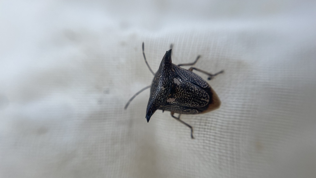 Alcimocoris japonensis in March 2024 by tofuinsect · iNaturalist