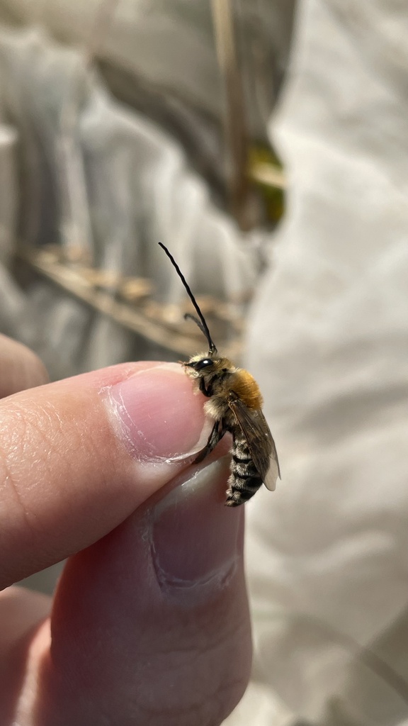 Eucera in March 2024 by tofuinsect · iNaturalist