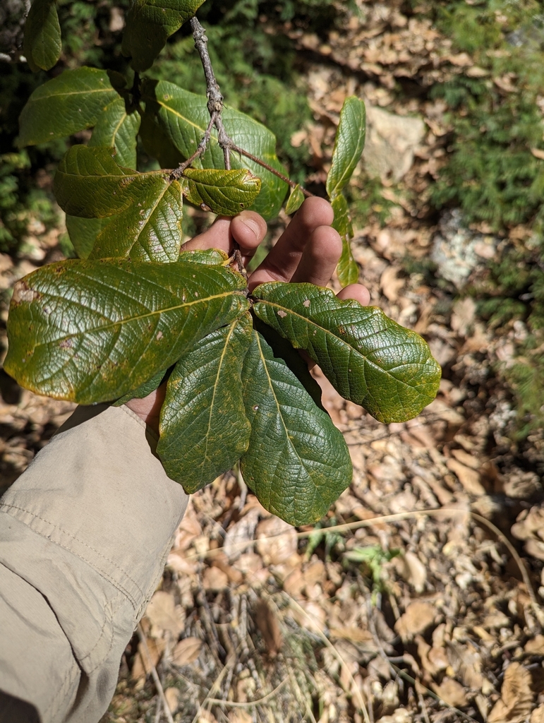 netleaf oak in March 2024 by Abraham Sánchez Romero · iNaturalist