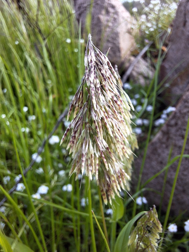 goldentop grass from El Sobrante, CA 92503, USA on March 16, 2024 at 10 ...