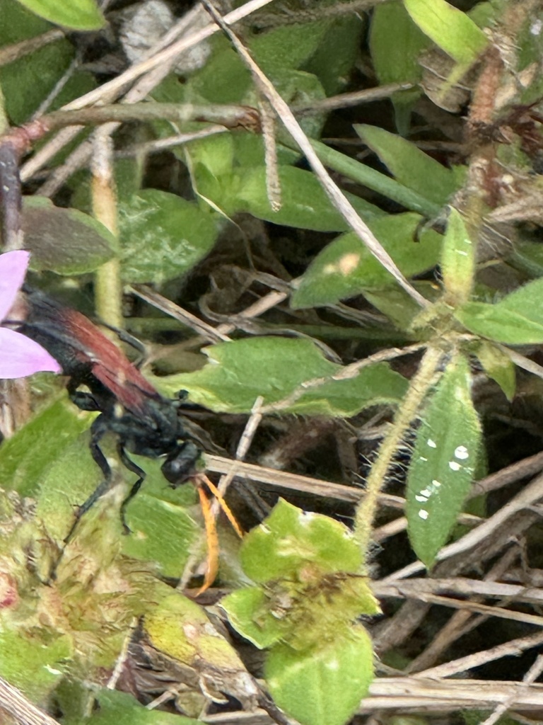 Spider Wasps from Towngate Villas, Miami, FL, US on March 6, 2024 at 02 ...