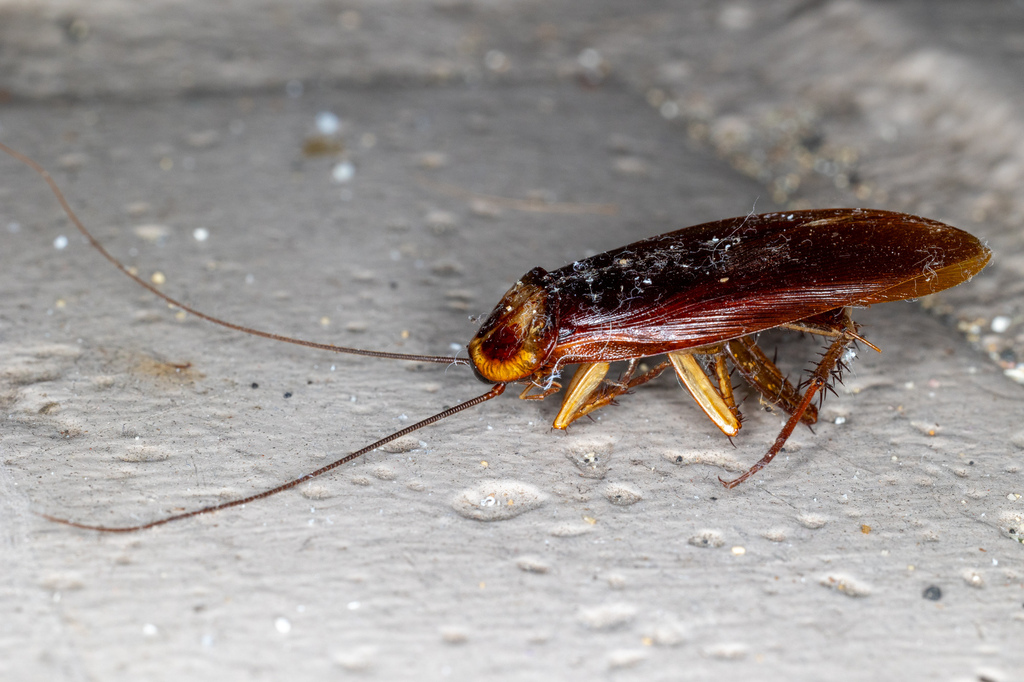 American Cockroach from Holualoa, HI, USA on March 1, 2024 at 08:21 PM ...