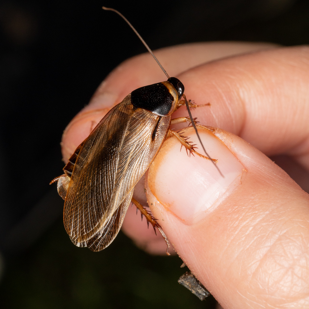 Indian Cockroach from Holualoa, HI, USA on March 1, 2024 at 08:26 PM by ...