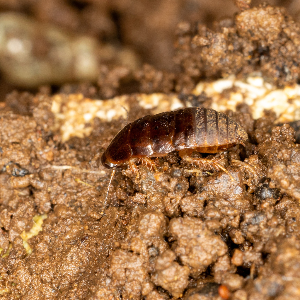 Pycnoscelus from Holualoa, HI, USA on March 01, 2024 at 08:27 PM by ...