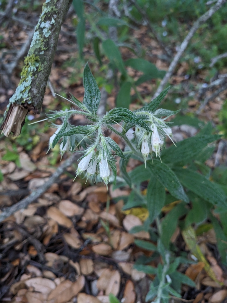 Soft-hair Marbleseed from San Antonio, TX 78247, USA on March 16, 2024 ...