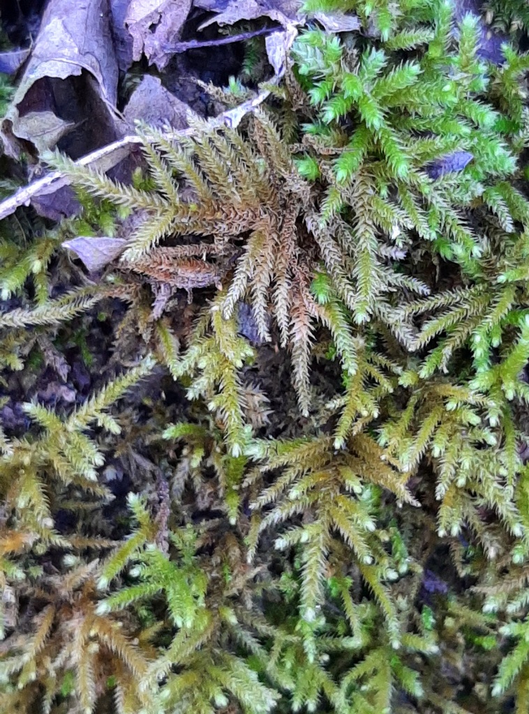 Common Striated Feather-moss from Province of Asti, Italy on March 16 ...