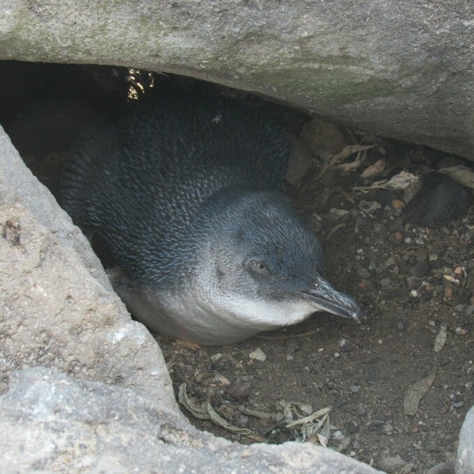 Little Penguin from Port Phillip, VIC, Australia on June 22, 2019 at 11 ...