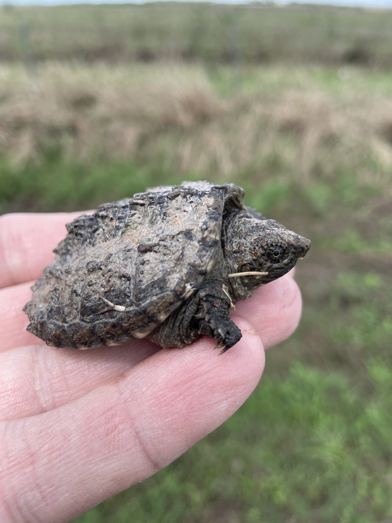 Common Snapping Turtle from Salem Rd, Victoria, TX, US on March 16 ...