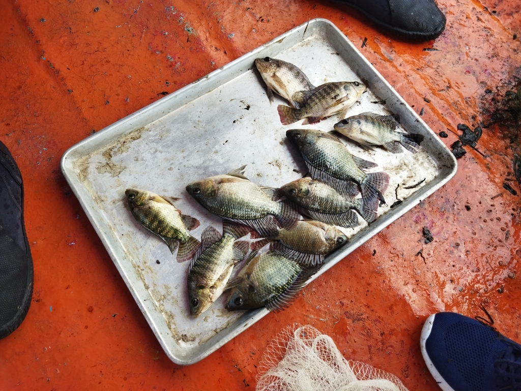 Nile Tilapia from Los Carriles, 94517 Córdoba, Ver., México on March 16 ...