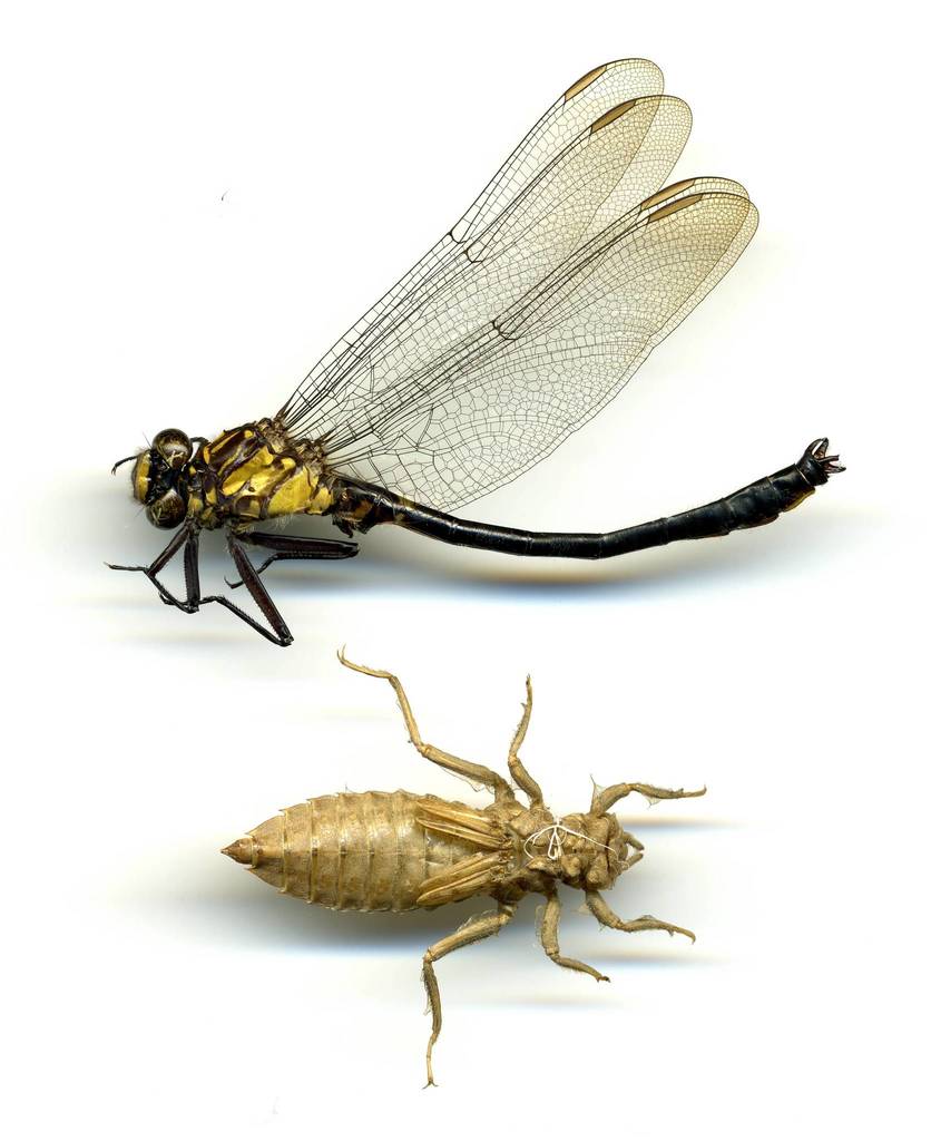 Gomphus rogersi (Sable Clubtail) (Dragonflies and Damselflies of ...
