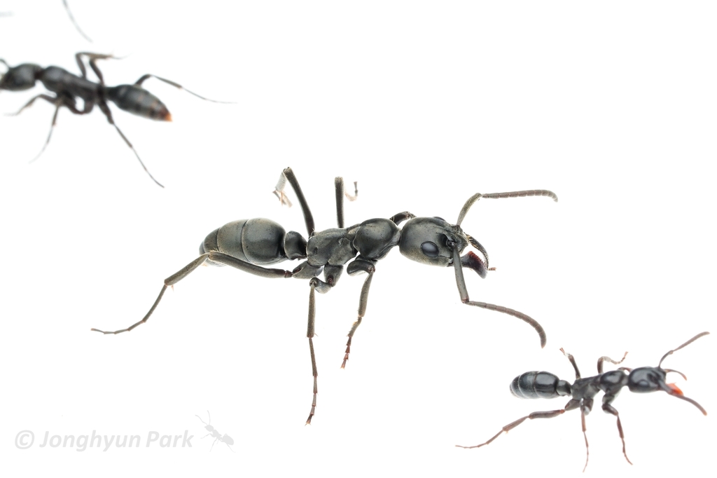 Matabele Ant in February 2024 by Jonghyun Park · iNaturalist
