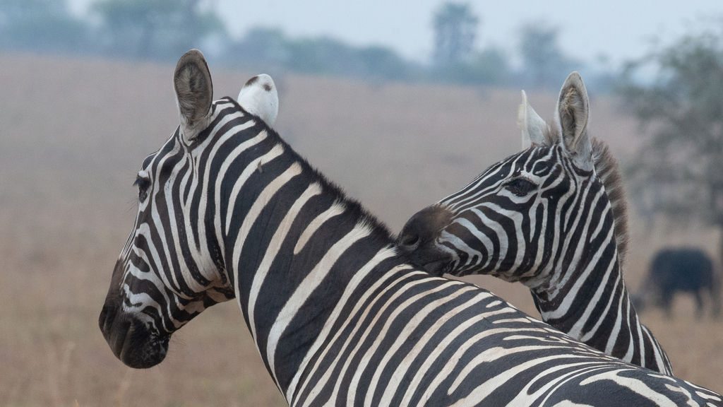 Maneless Zebra in February 2024 by Dean Thompson · iNaturalist