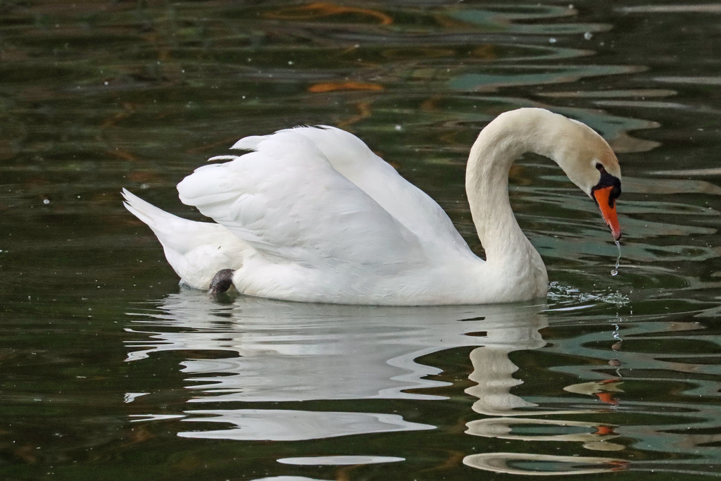 Mute Swan from São Martinho, Funchal, Portugal on March 9, 2024 at 10: ...