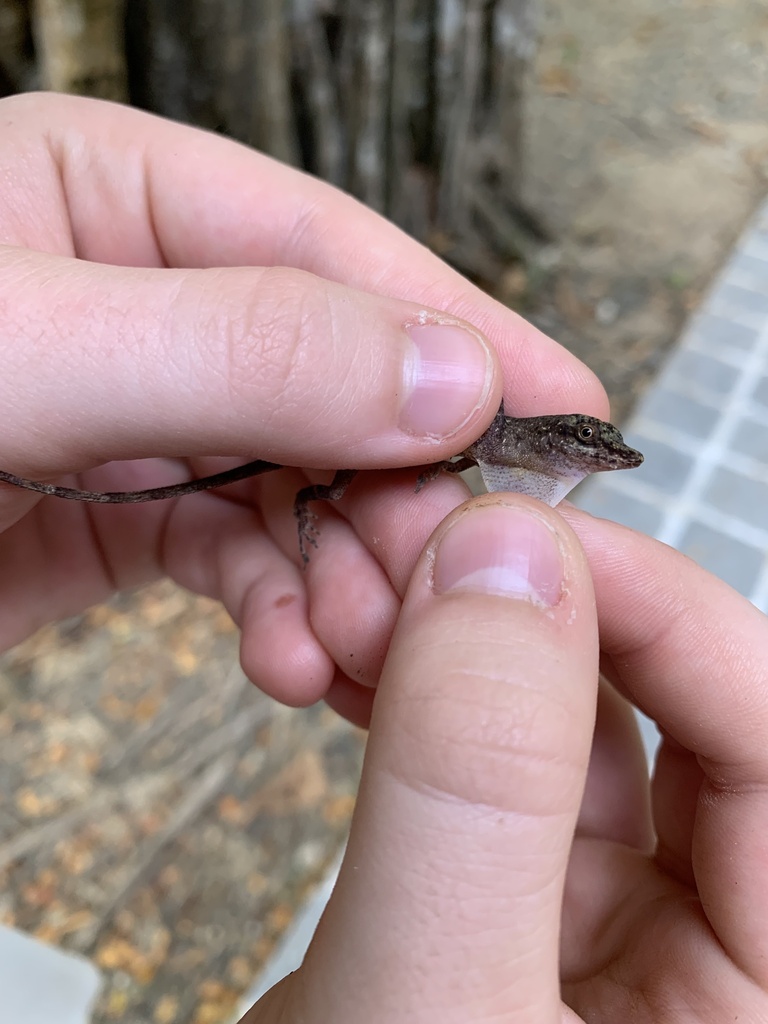 Border Anole in March 2024 by Ruby · iNaturalist