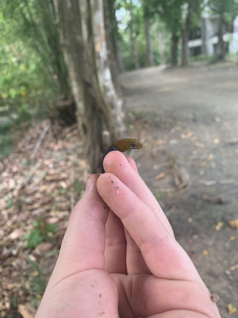 Yellow-headed Gecko in March 2024 by Ruby · iNaturalist