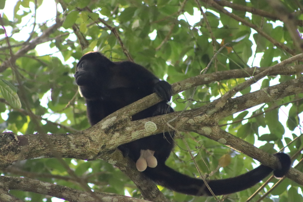 Mantled Howler Monkey from Cocles, Limón, Costa Rica on August 3, 2023 ...