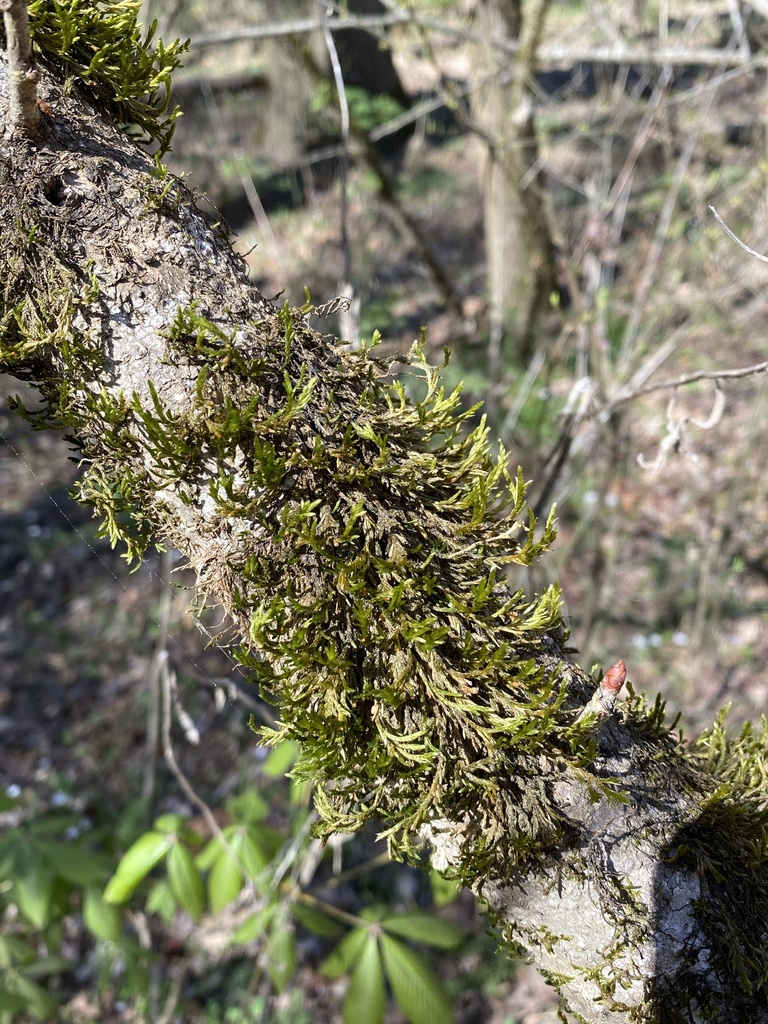 fan moss from Morrow Mill Rd, Chapel Hill, NC, US on March 16, 2024 at ...