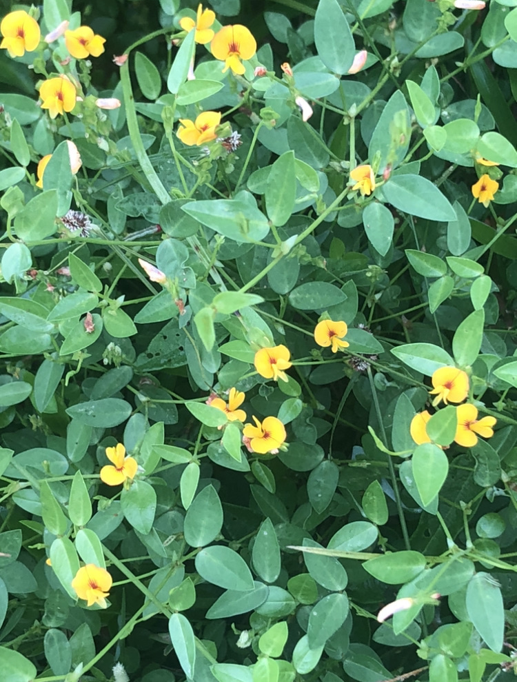 Zornia latifolia from Barrancos, Pontal Do Paraná, PR, BR on March 14 ...