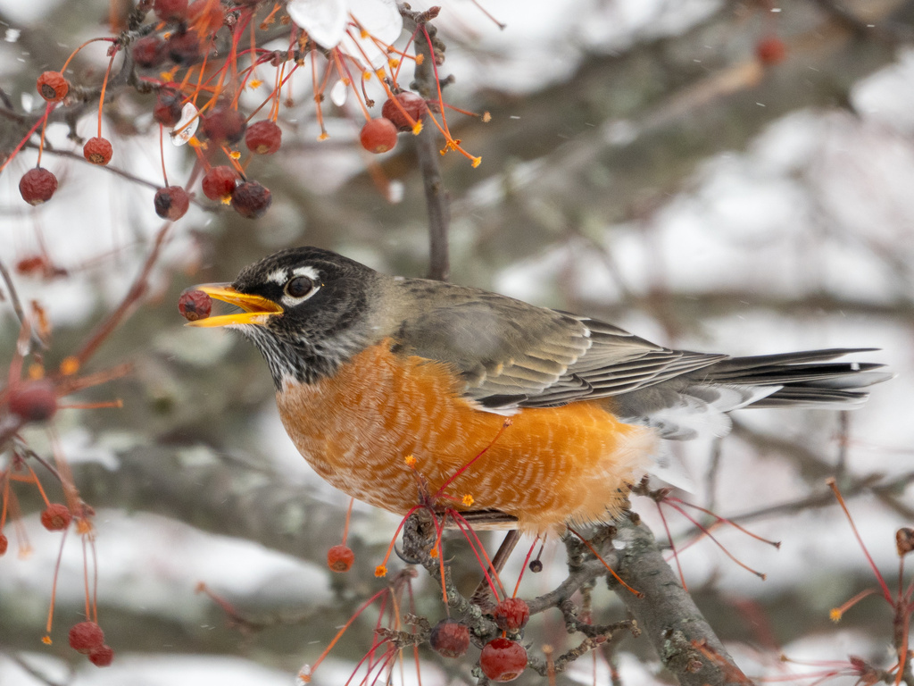 American Robin from Svensson Park, Whitehall, MI, US on January 15 ...