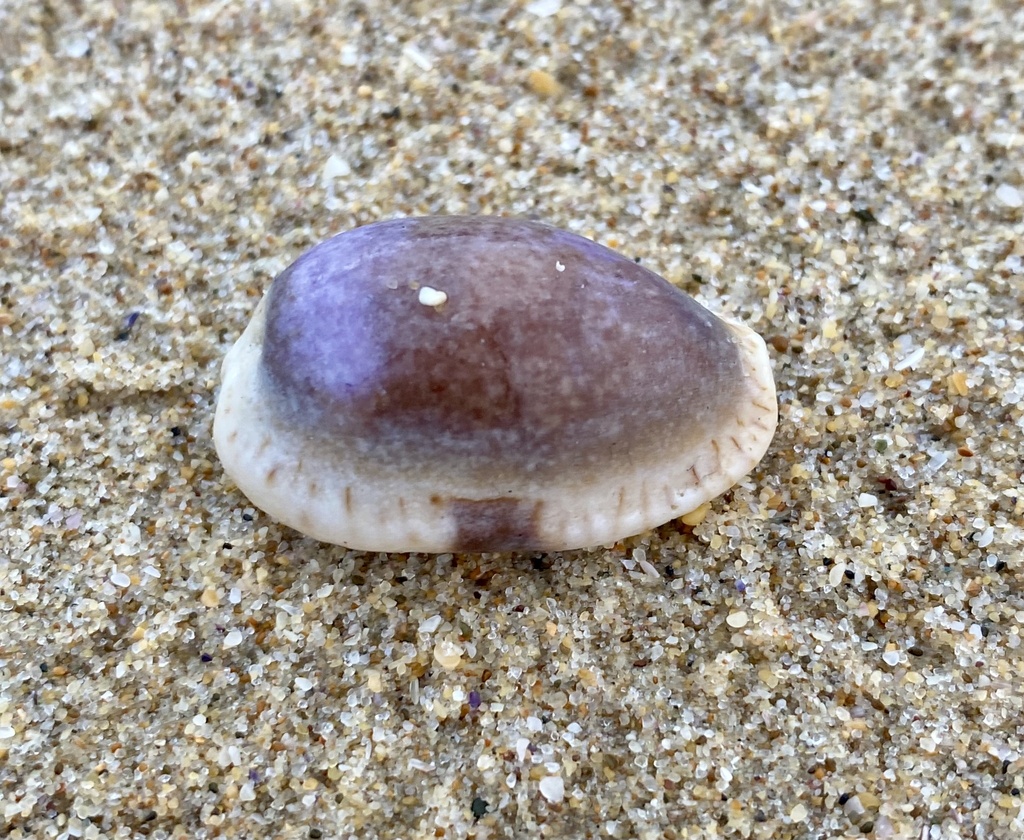 Eroded Cowry from Corindi Beach, NSW, AU on March 17, 2024 at 07:10 AM ...