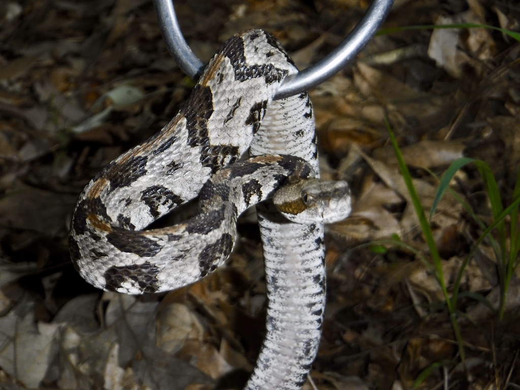Timber Rattlesnake in April 2019 by Jenna Cheramie · iNaturalist